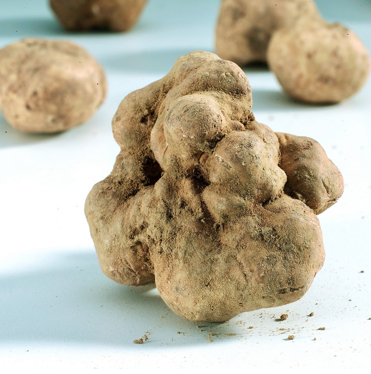 Lady Truffle - Tartufo selezionato 100% Italiano – E-boutique Ladytruffle